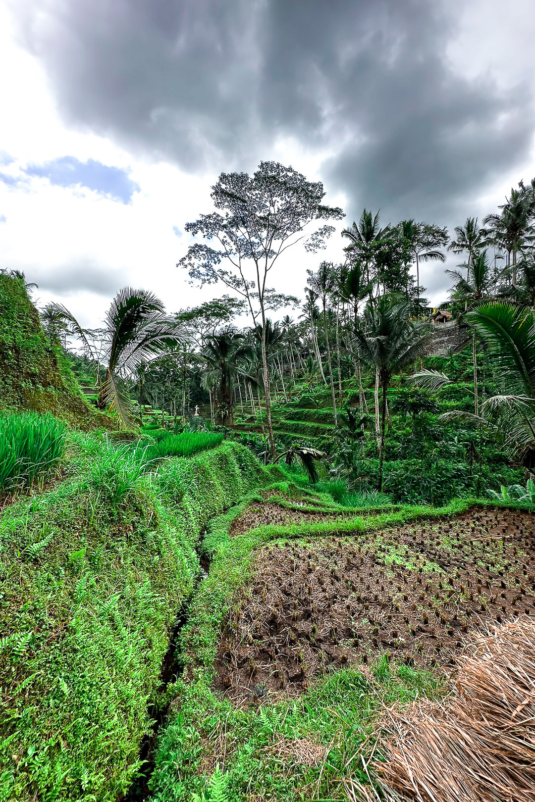 11 Best Rice Fields in Bali in 2023